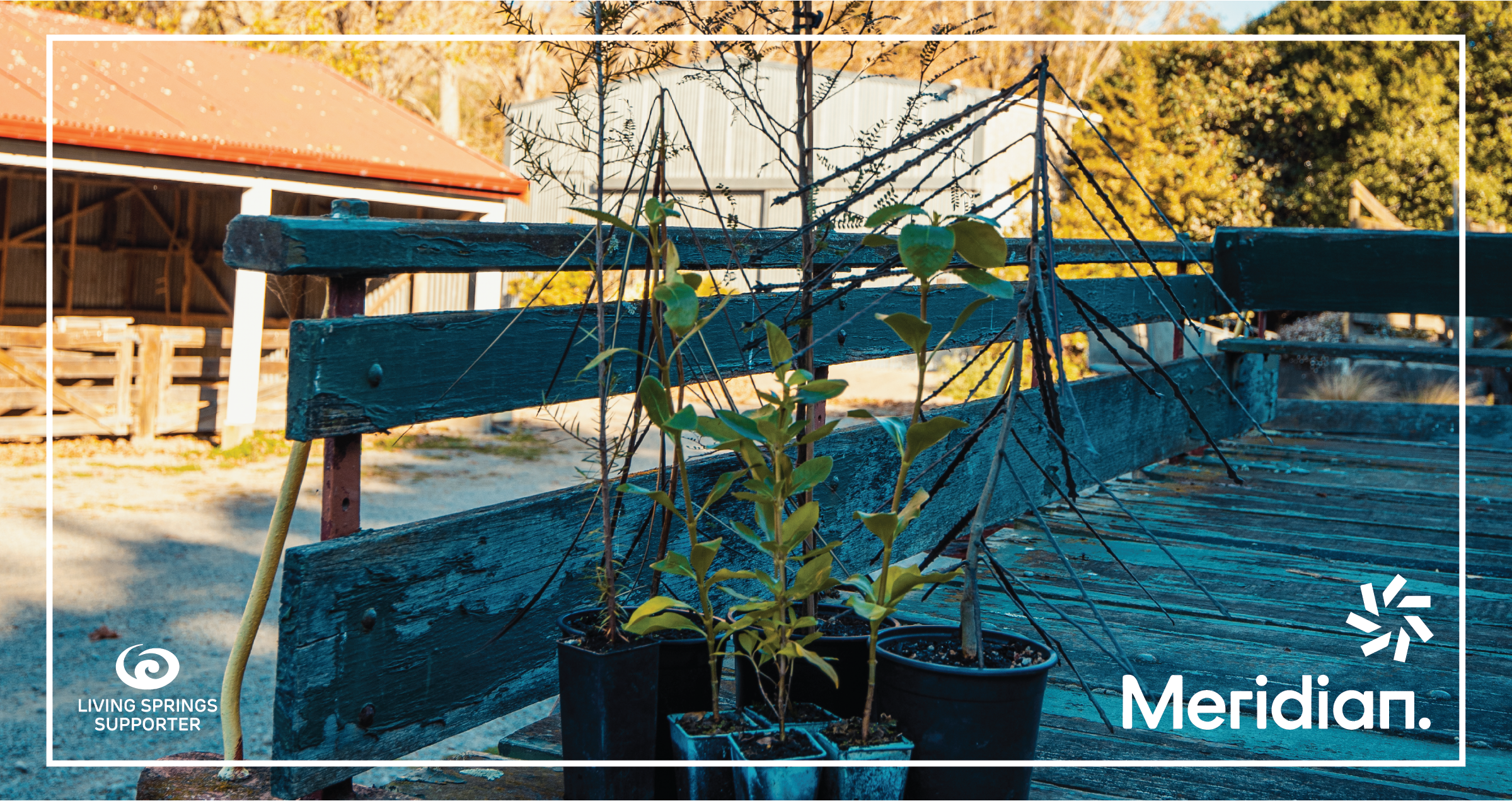 Meridian Donates 1425 Native Plants - Living Springs, Christchurch, NZ
